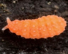 Orange Springtails (Cup) – Green Chapter