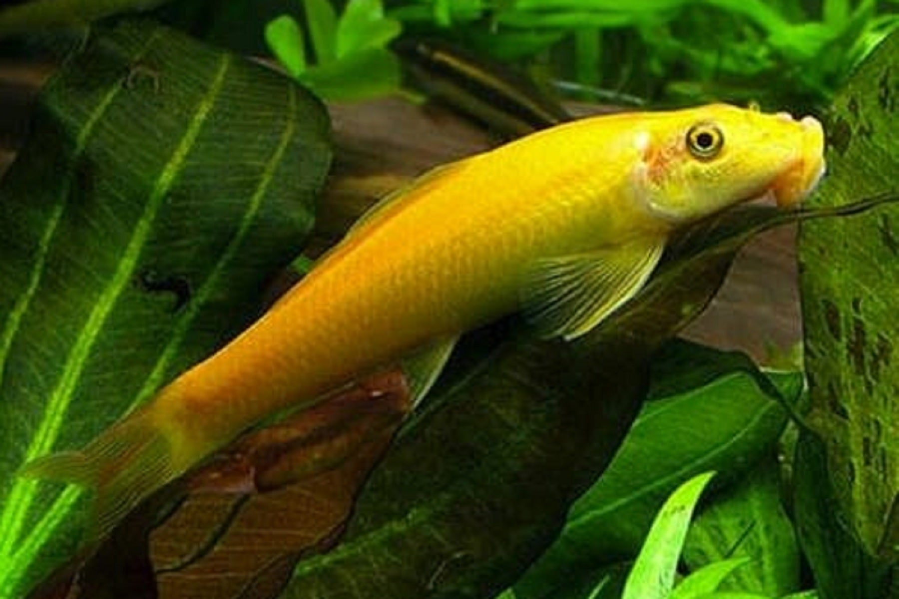 Golden Algae Eater – Green Chapter