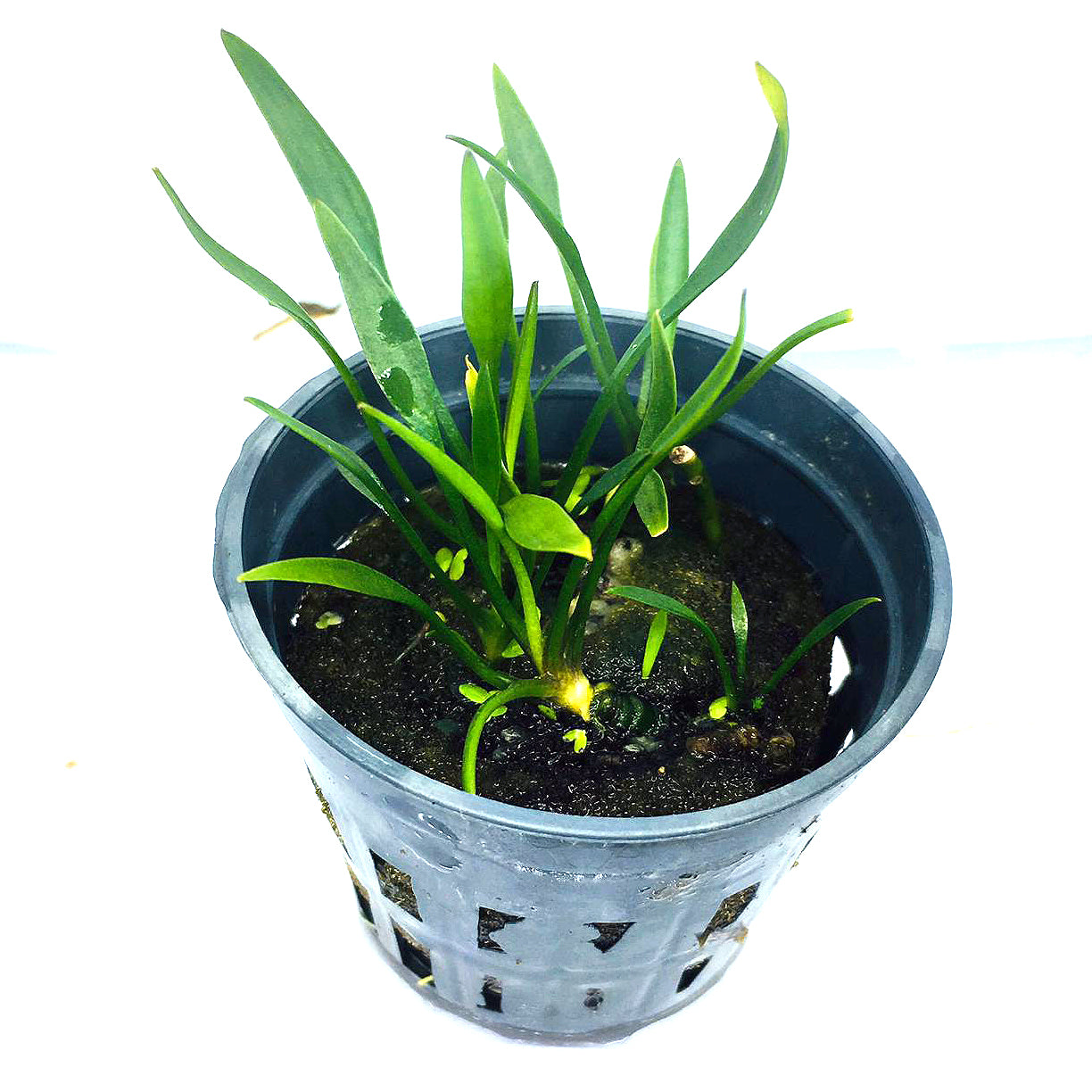 Cryptocoryne parva (1 POT / 087) – Green Chapter